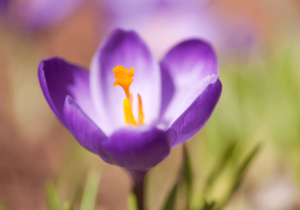 27 Symbols of Rebirth and New Beginnings
