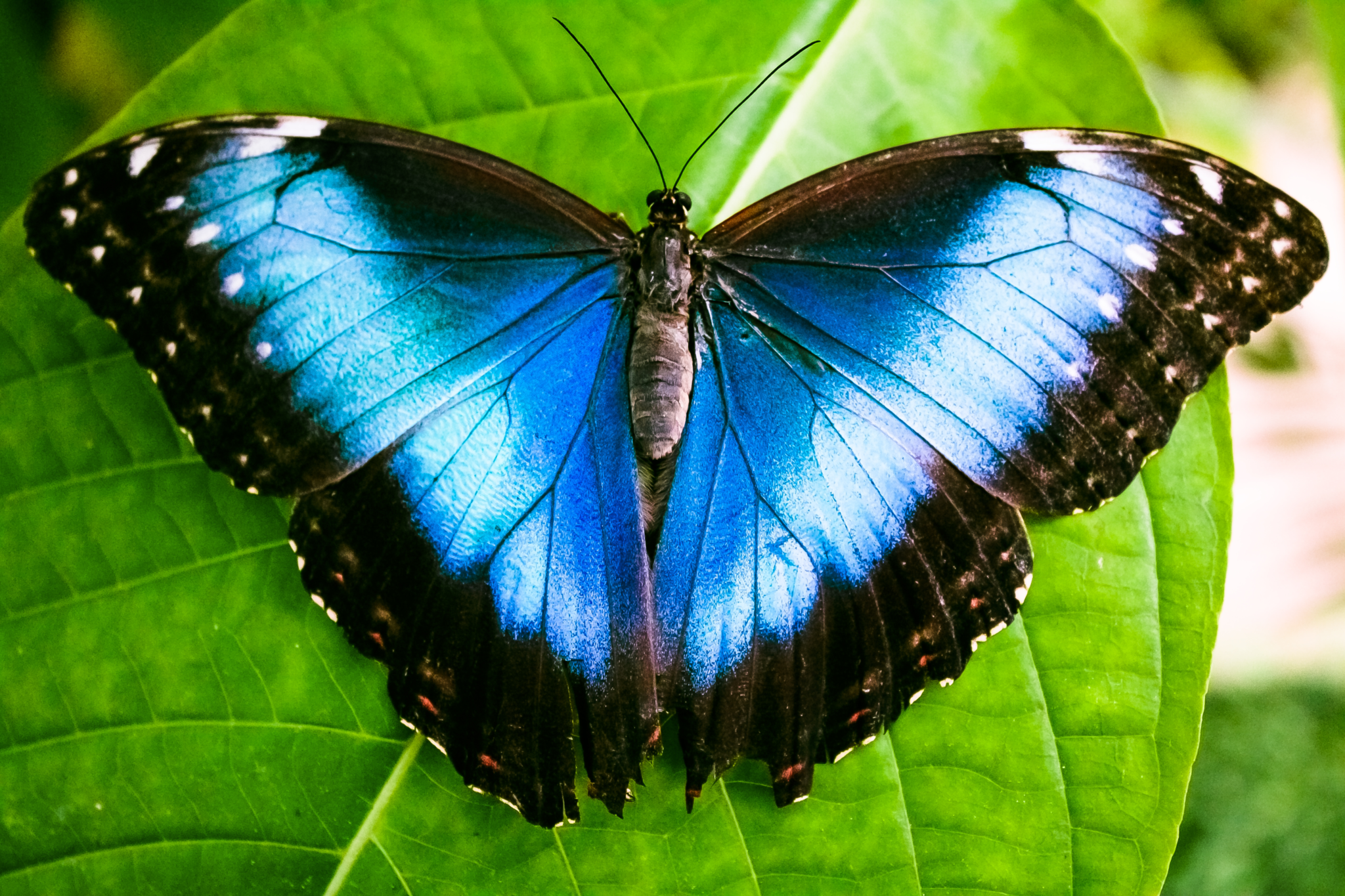 27 Symbols of Rebirth and New Beginnings